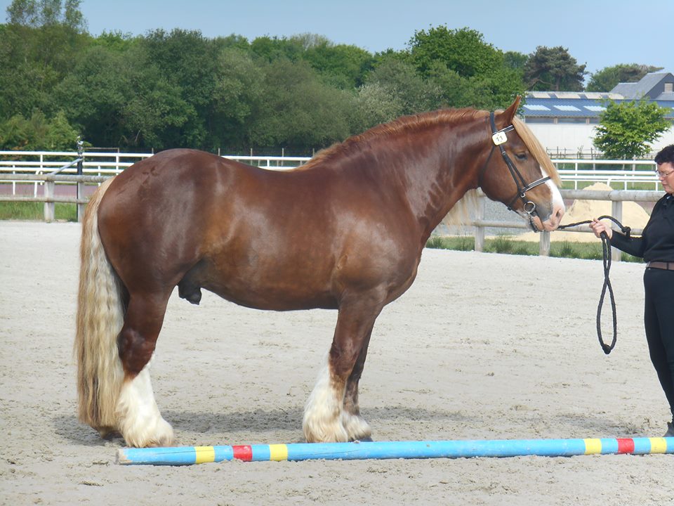 Trekezek - Le Cheval Breton: Un breton au top : Un Bras de Kerfaro