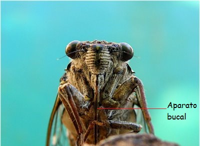 Experimentos en Educación Primaria e Infantil: El sonido de las chicharras
