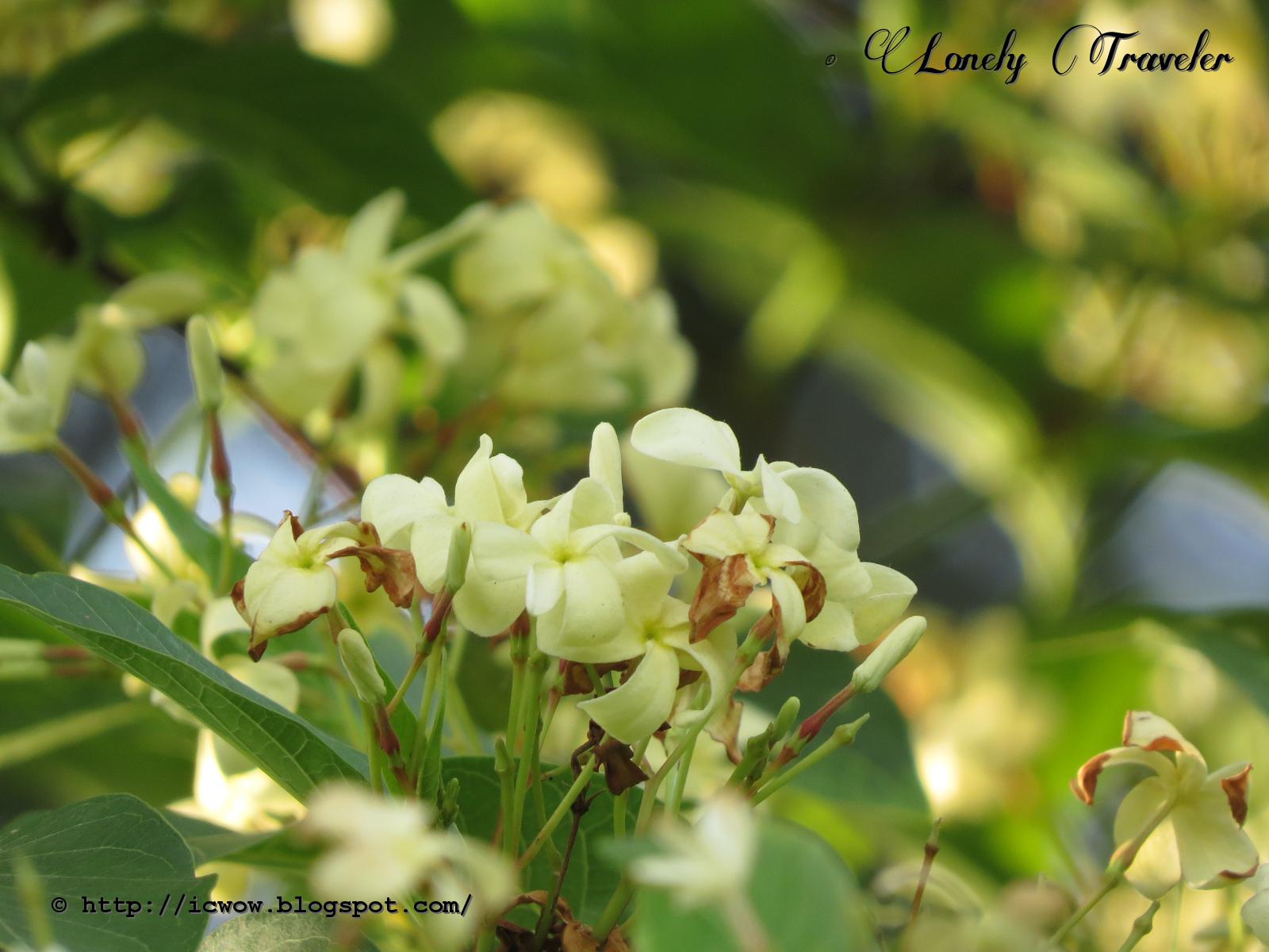 Kurchi ful (কুর্চি ফুল) - Holarrhena pubescens