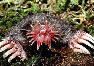 Inilah Foto 25 Hewan Unik Dan Aneh Di Dunia | Renungan Harian Cahaya Bangsa