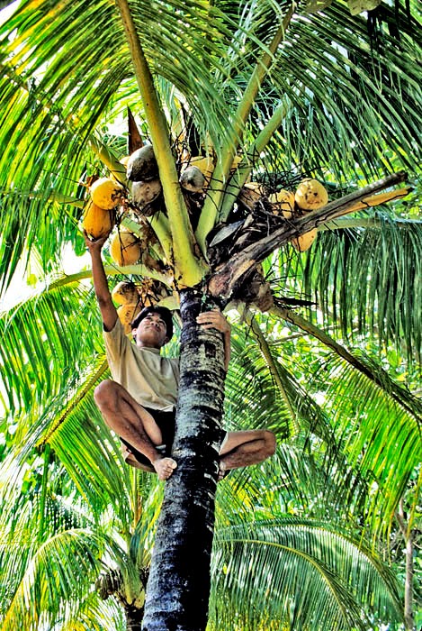 Fascinating Humanity: Two Ways To Climb A Coconut Tree