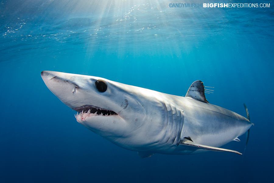 Tiburones en Galicia: Claves de la familia Lamnidae (marrajos)