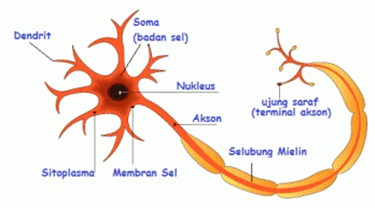 Jaringan Otot dan Jaringan Saraf pada Hewan