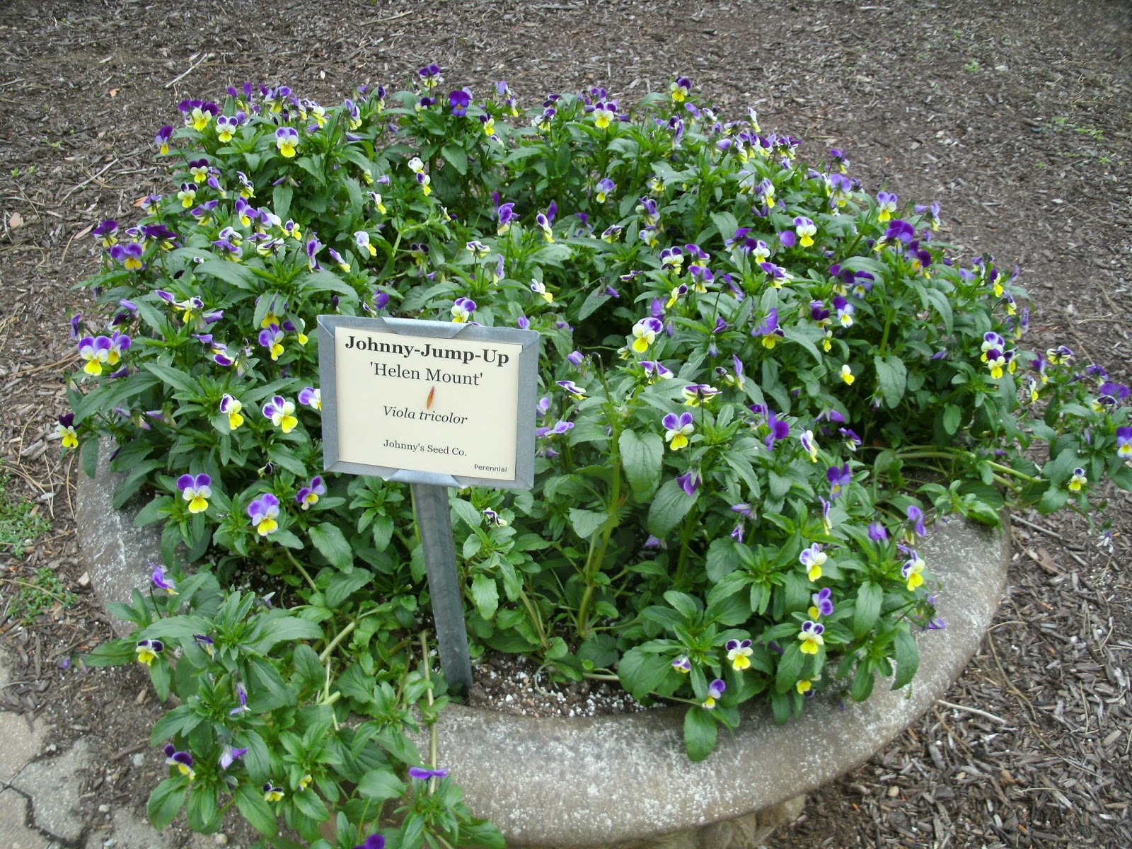 Horticulture Gardens Today: Johnny-Jump-Up