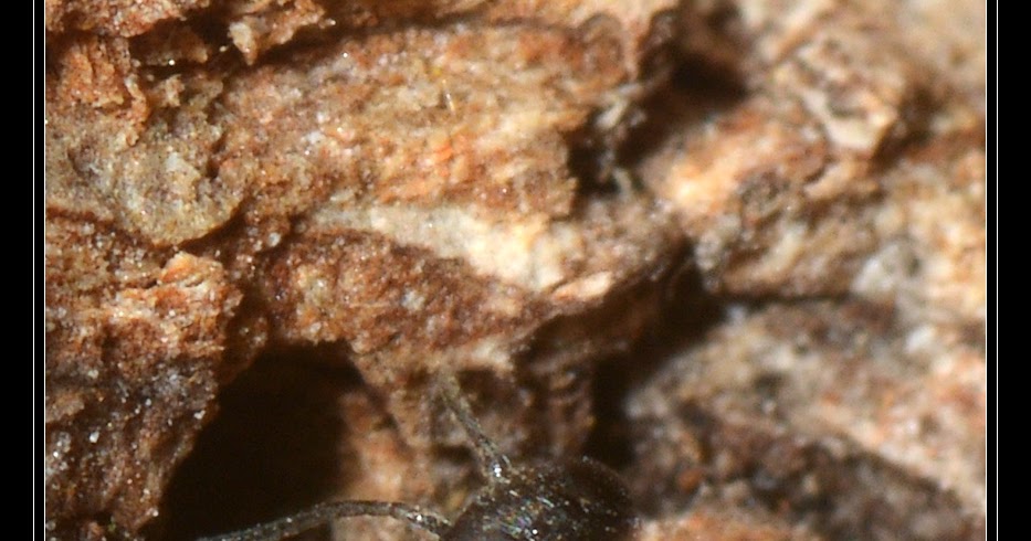 Variety of Life: Nitela