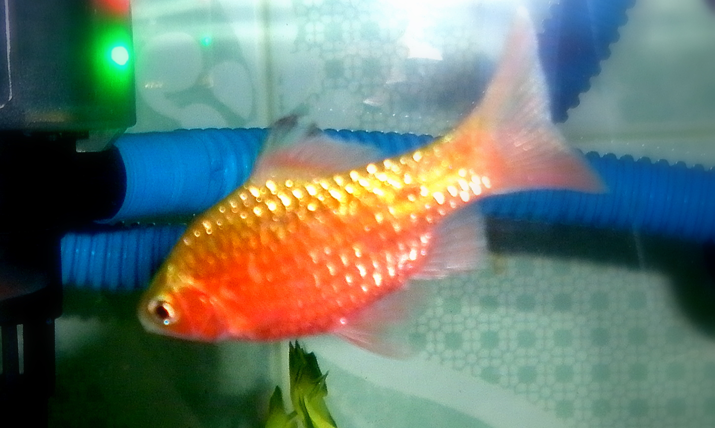 Fish World: Rosy Barb