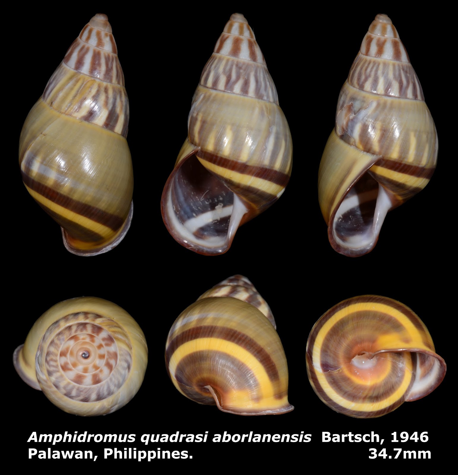 Dr. Lee's Gallery Museum: Amphidromus quadrasi aborlanensis 34 to 37.2mm