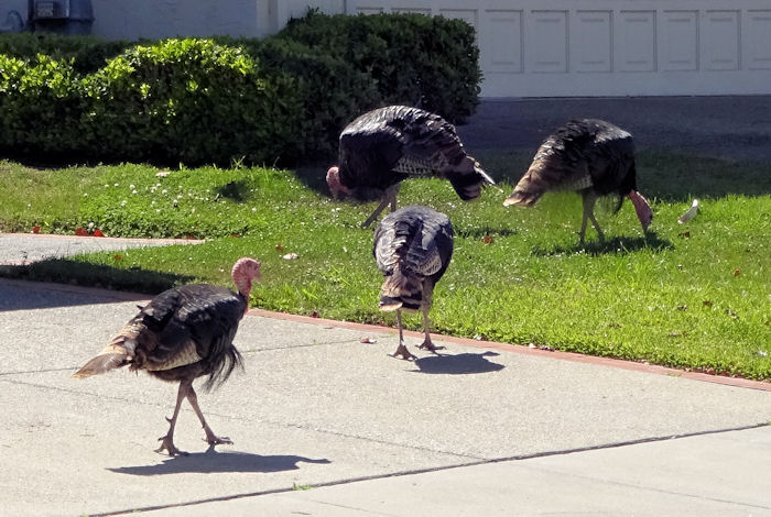 Left Field Wander: Turkey Rafters
