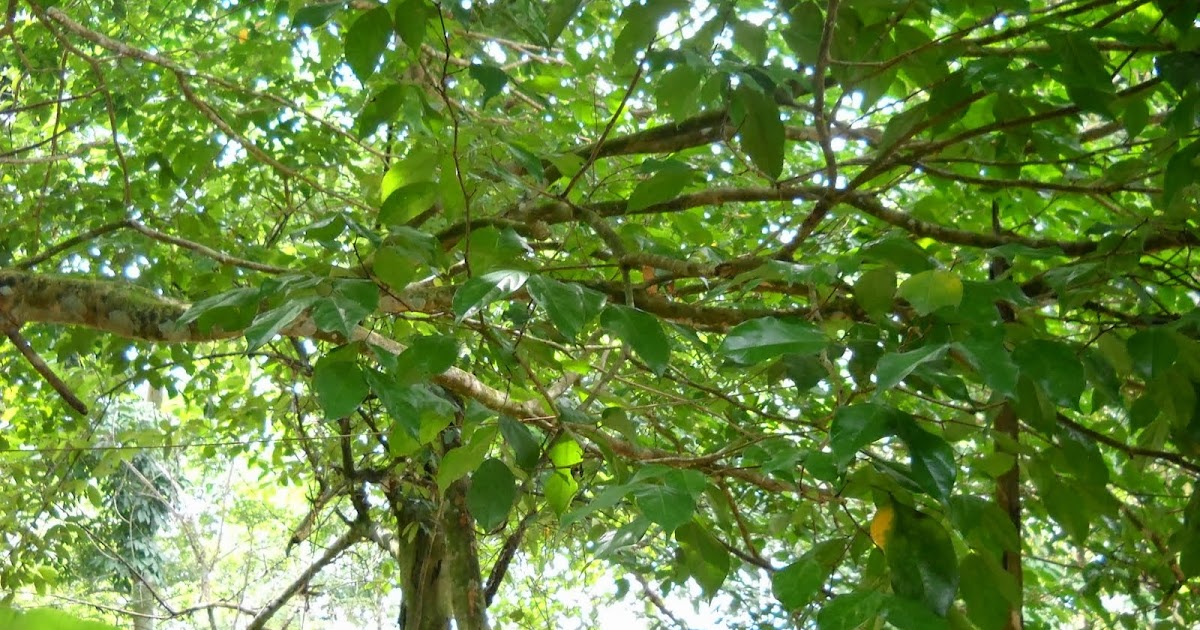 Makanan Tradisi Malaysia, Ulam - Kerdas |MyRokan