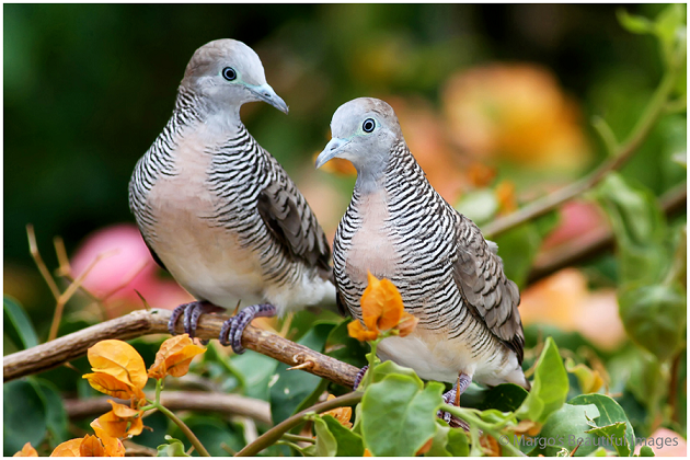 Tips Cara Memelihara Perkutut Agar Bersuara Gacor dan Siap Lomba ...