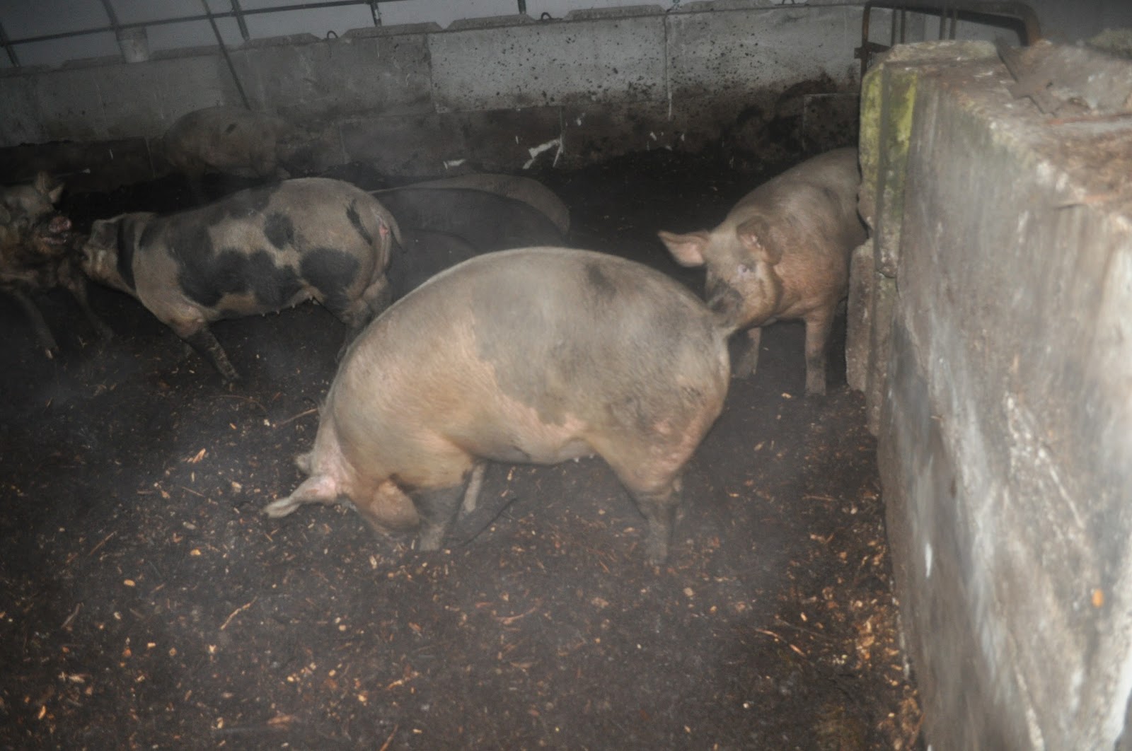 meat: Back to farming...deep litter, 90 days in.