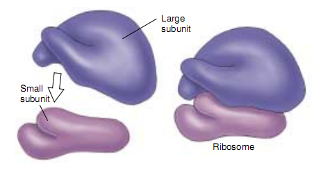 Komponen-Komponen Penyusun Sel Tumbuhan