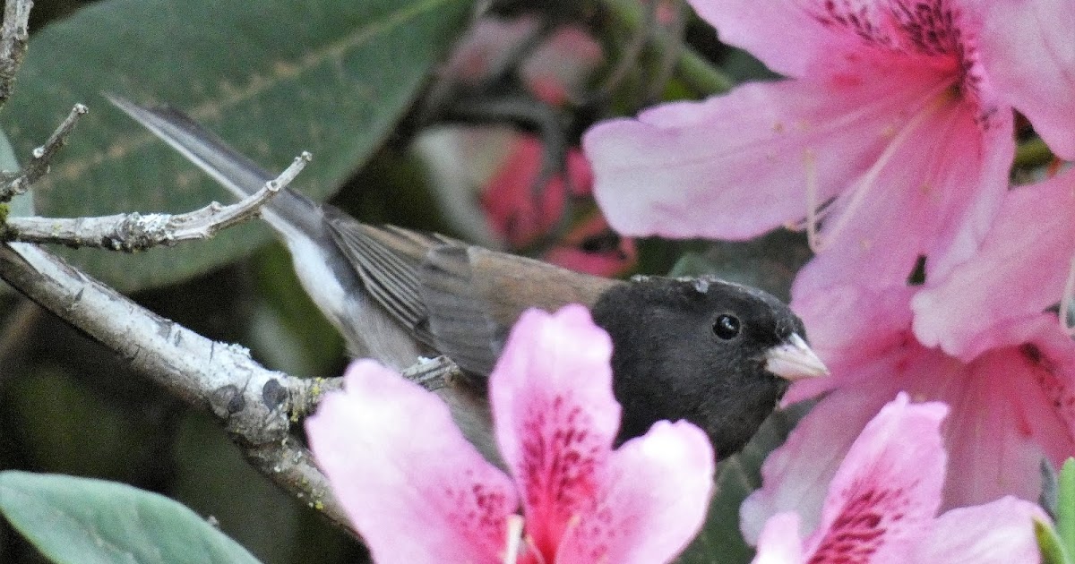 Geotripper's California Birds: Dark-eyed Junco in Washington State