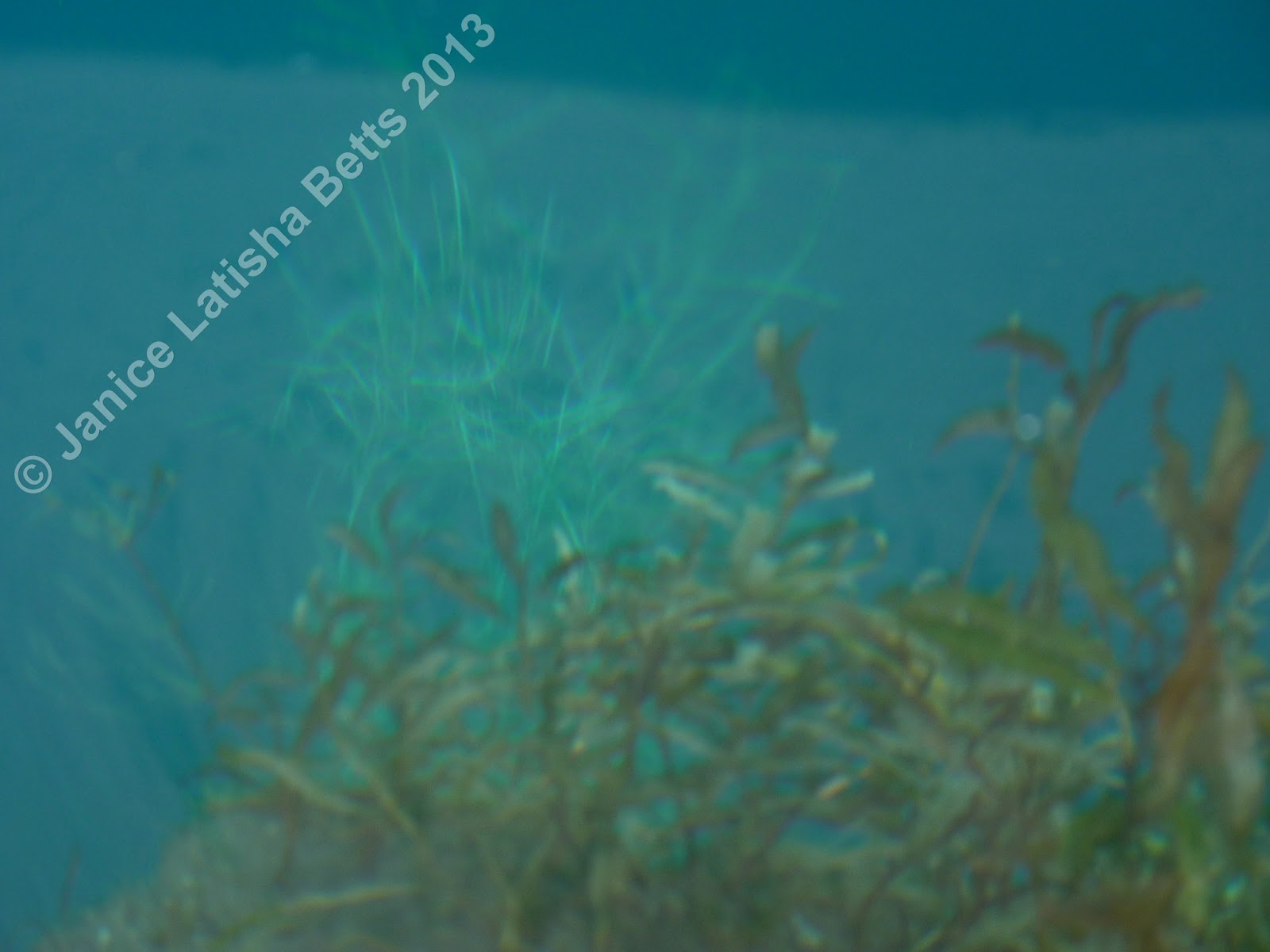 Janice Latisha Betts