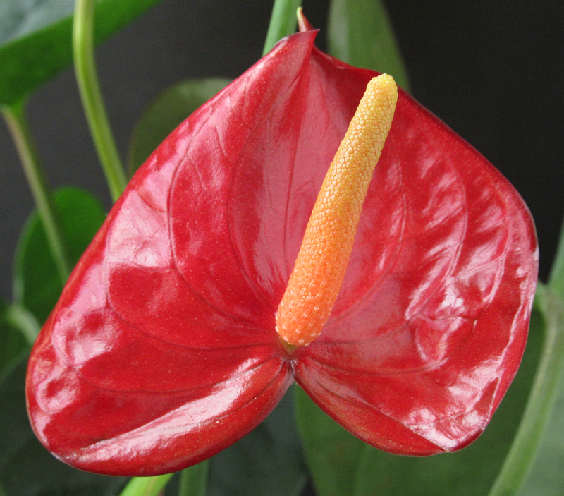 Plants are the Strangest People: Anthurium nos. 1304, 1691, 1480, 1353 ...
