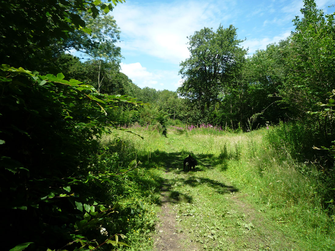 English Plants: DENGE WOOD, NR CANTERBURY, KENT