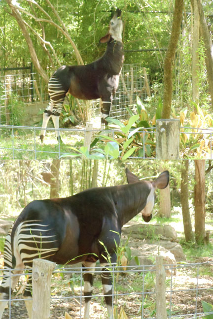 Spusht: Dallas Zoo, Texas