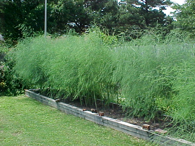 SleuthSayers: The Asparagus Bed