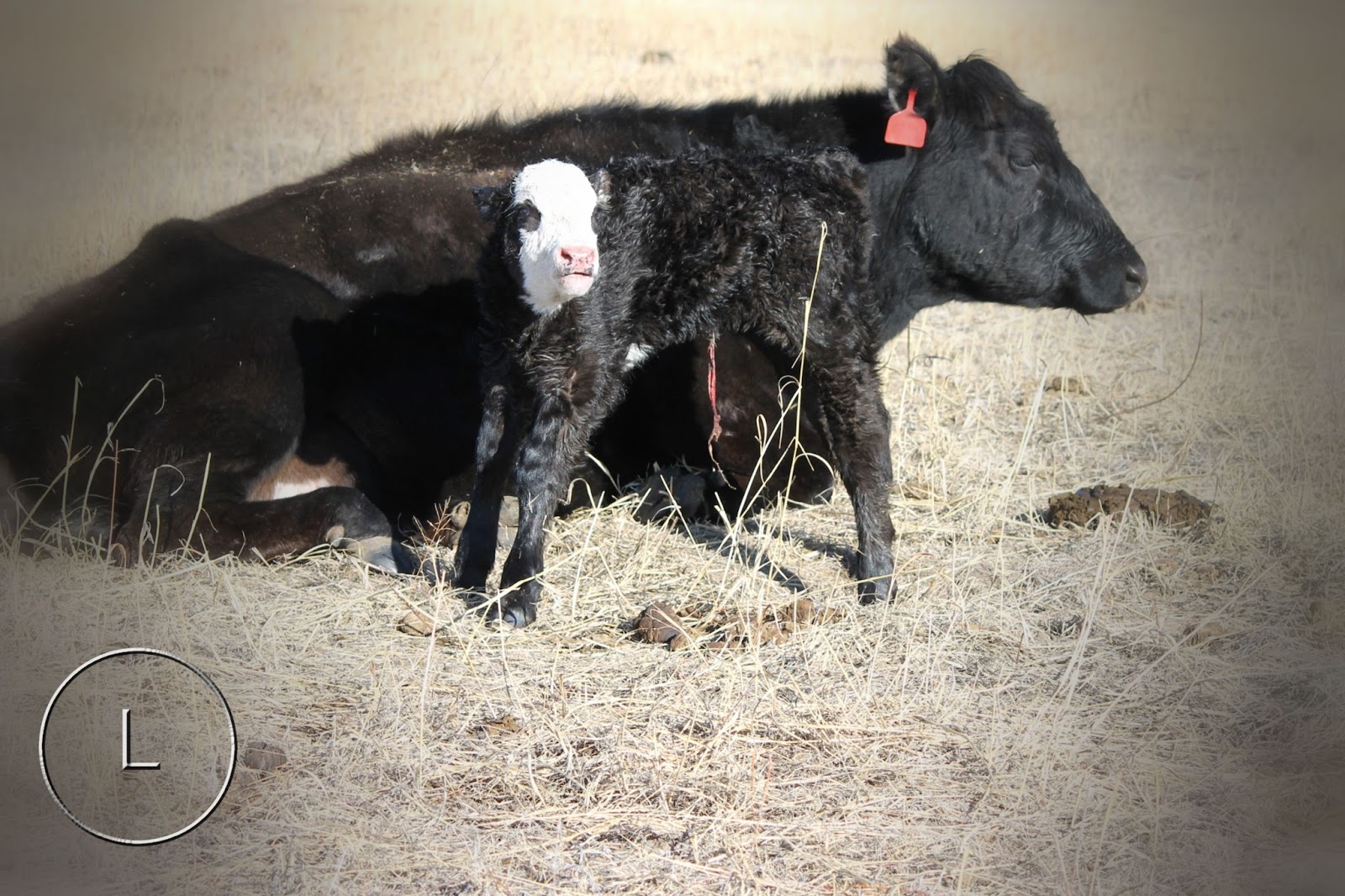 Fun Fact Friday~Calving Survival Tips – The Circle L Ranch