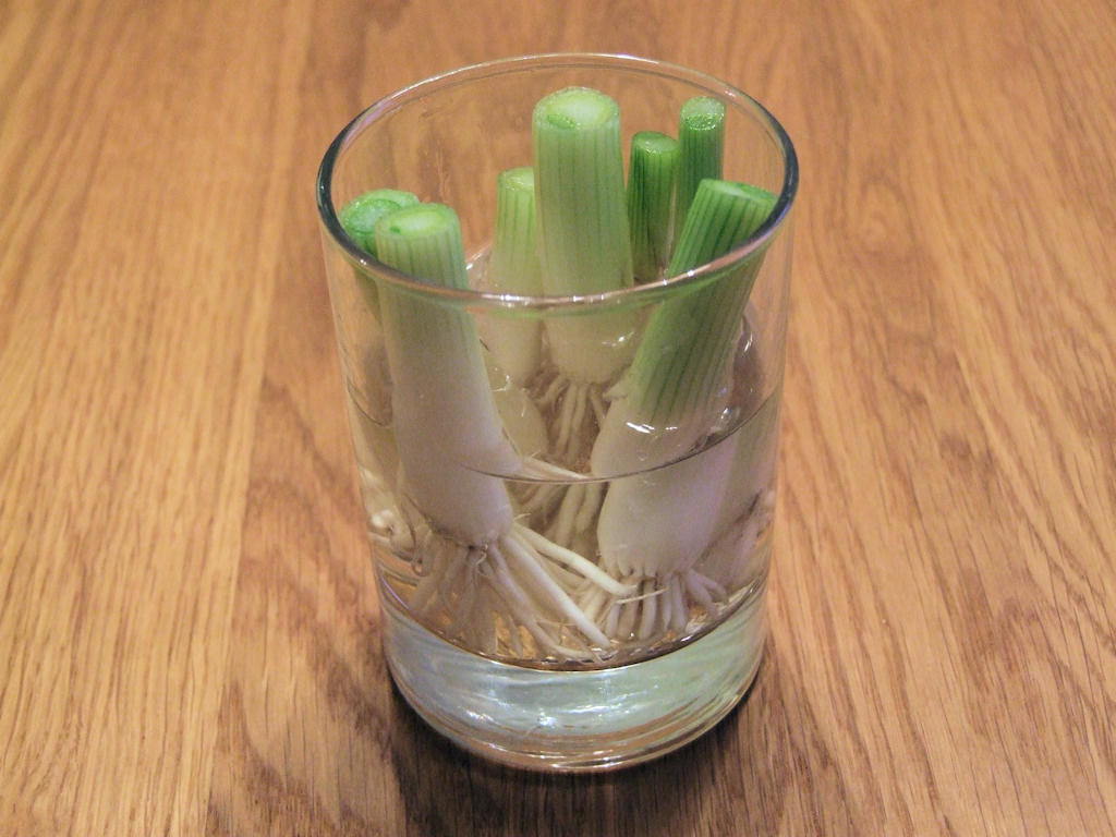 13 Veggies You Can Easily Regrow at Home - Handy DIY