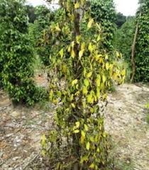 GLIO ATASI BUSUK AKAR PADA TANAMAN LADA