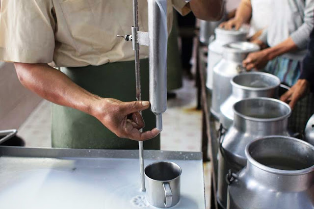 Cara Beternak: 7 Metode dan Uji Kualitas susu fermentasi