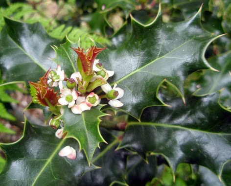 PLANTAS SILVESTRES QUE FLORECEN EN PRIMAVERA