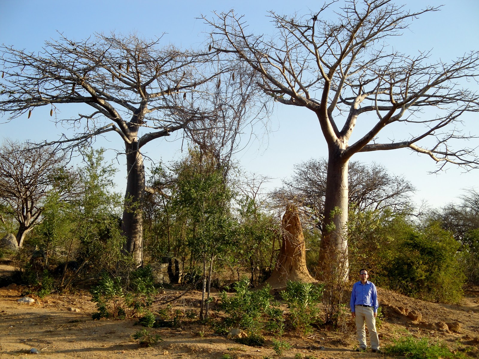Lobito - Benguela - Angola: ==> *** Município do Chongoroi - Terra dos ...