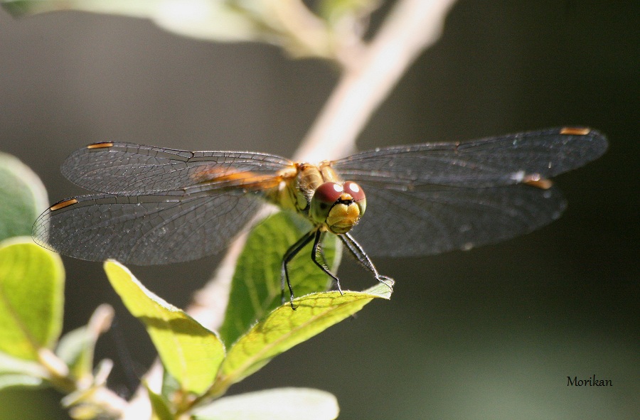 Libellules de France et dAilleurs - DRAGONFLY WORLD: L'étang sont durs...