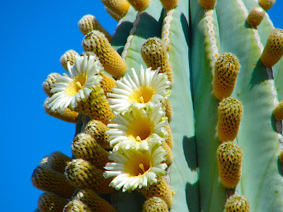 Finding Arizona: Saguaros and Cardóns