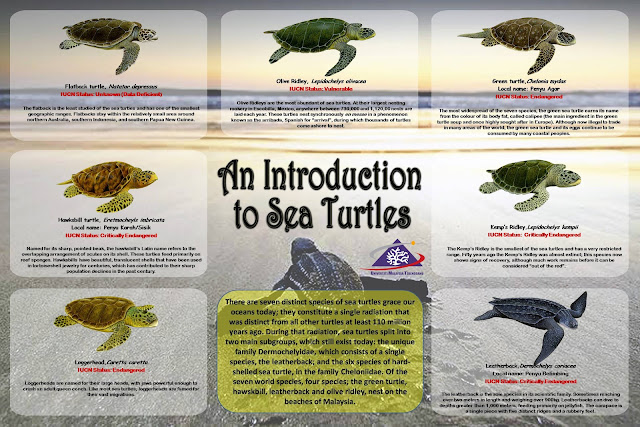 Redang Pelangi Resort: Introduction to Sea Turtles