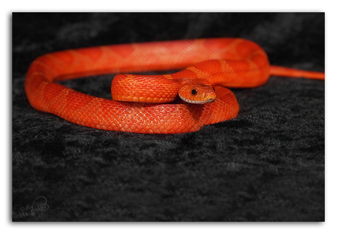 Our Beautiful World: Beautiful red snakes