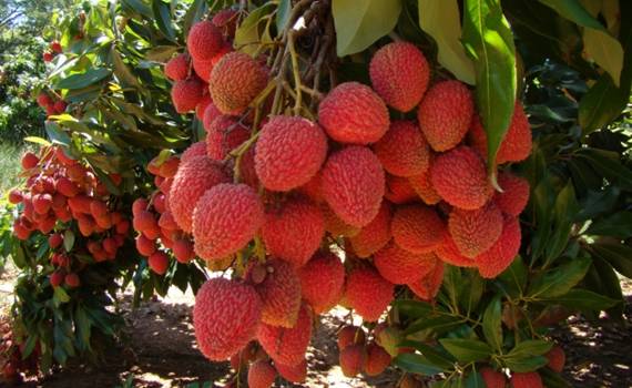 RW PAISAGISMO: FRUTÍFERA: LICHIA