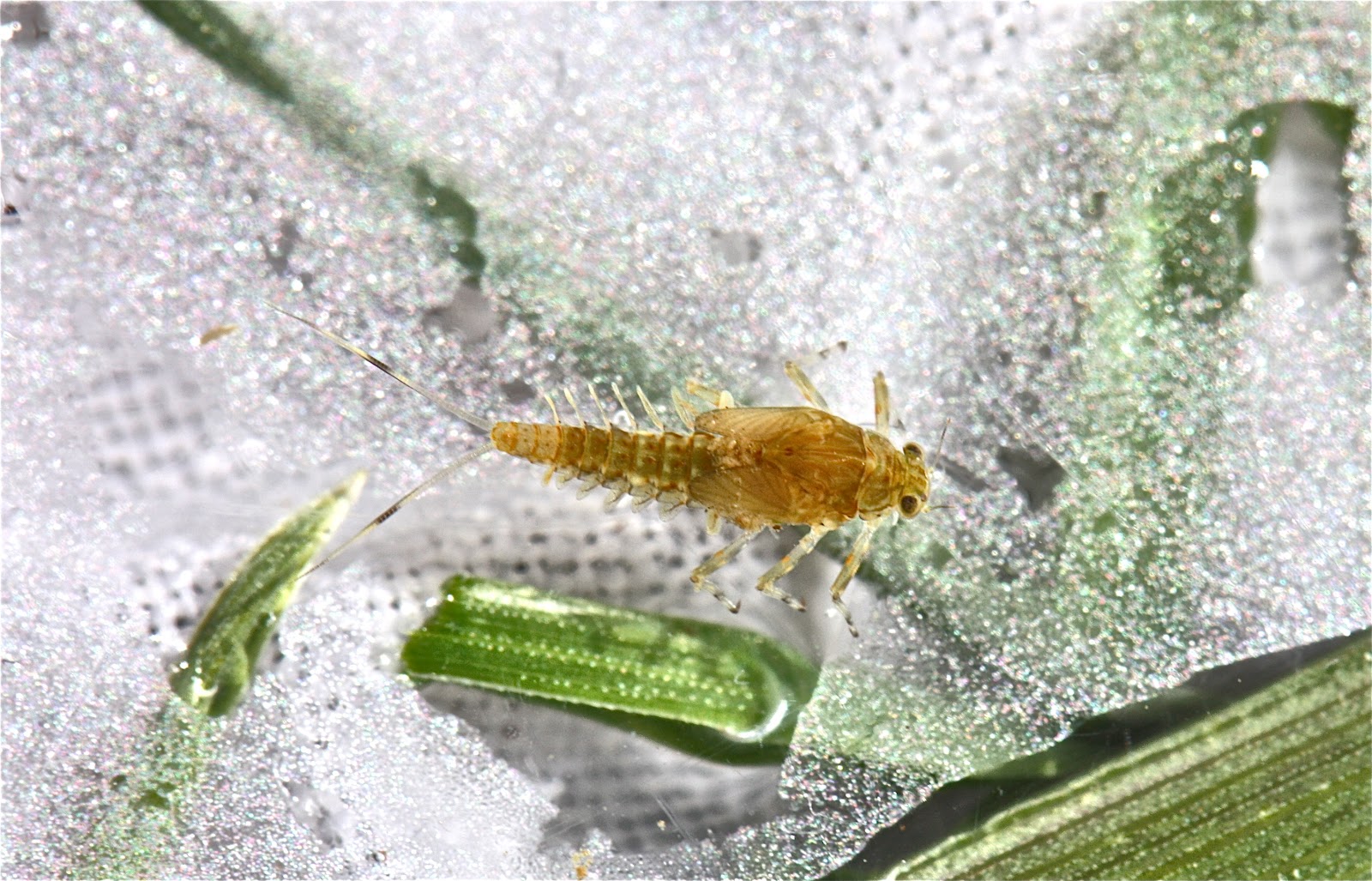 Aquatic Insects of Central Virginia: "Plauditus dubius" Small Minnow ...