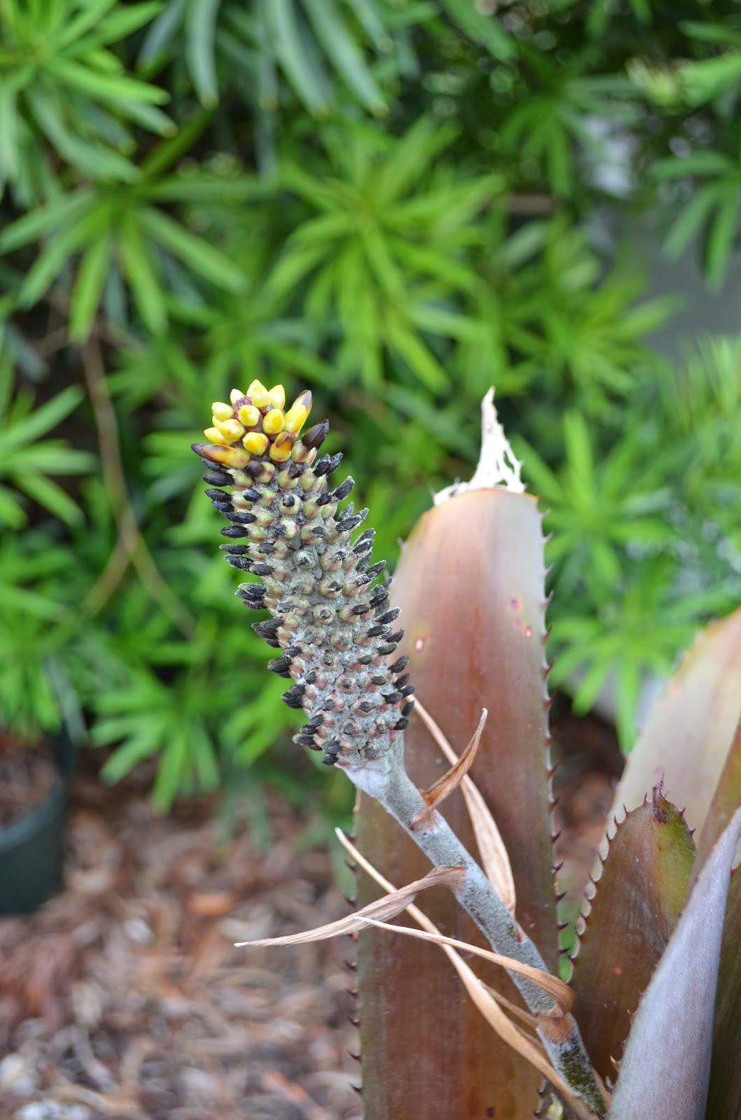 Succulent Bromeliads and others : What is in flower for March 2014