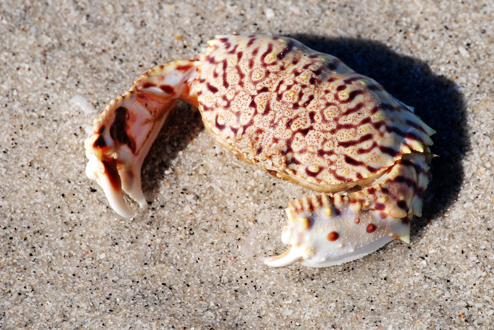 Field Notes and Photos: Flame Box Crab at Gasparilla Island Beach