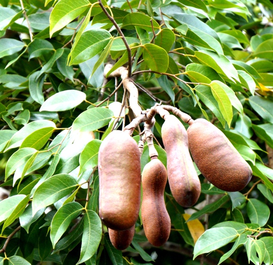 Connecting with Nature: The Loneliness of Stinking Toes