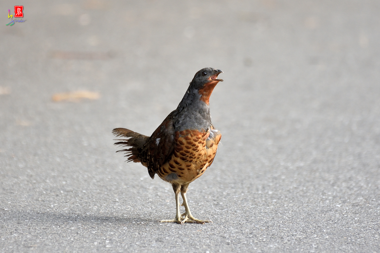 Alder's Bird-watching Notes: 坪林竹雞．Taiwan Bamboo Partridge@Pinling．2020 ...