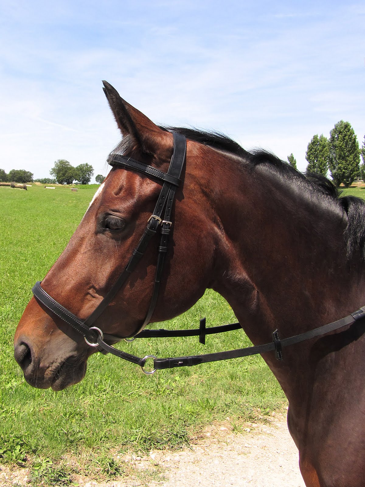 Sketches from the Saddlery - Leather items made in Italy: Bitless ...