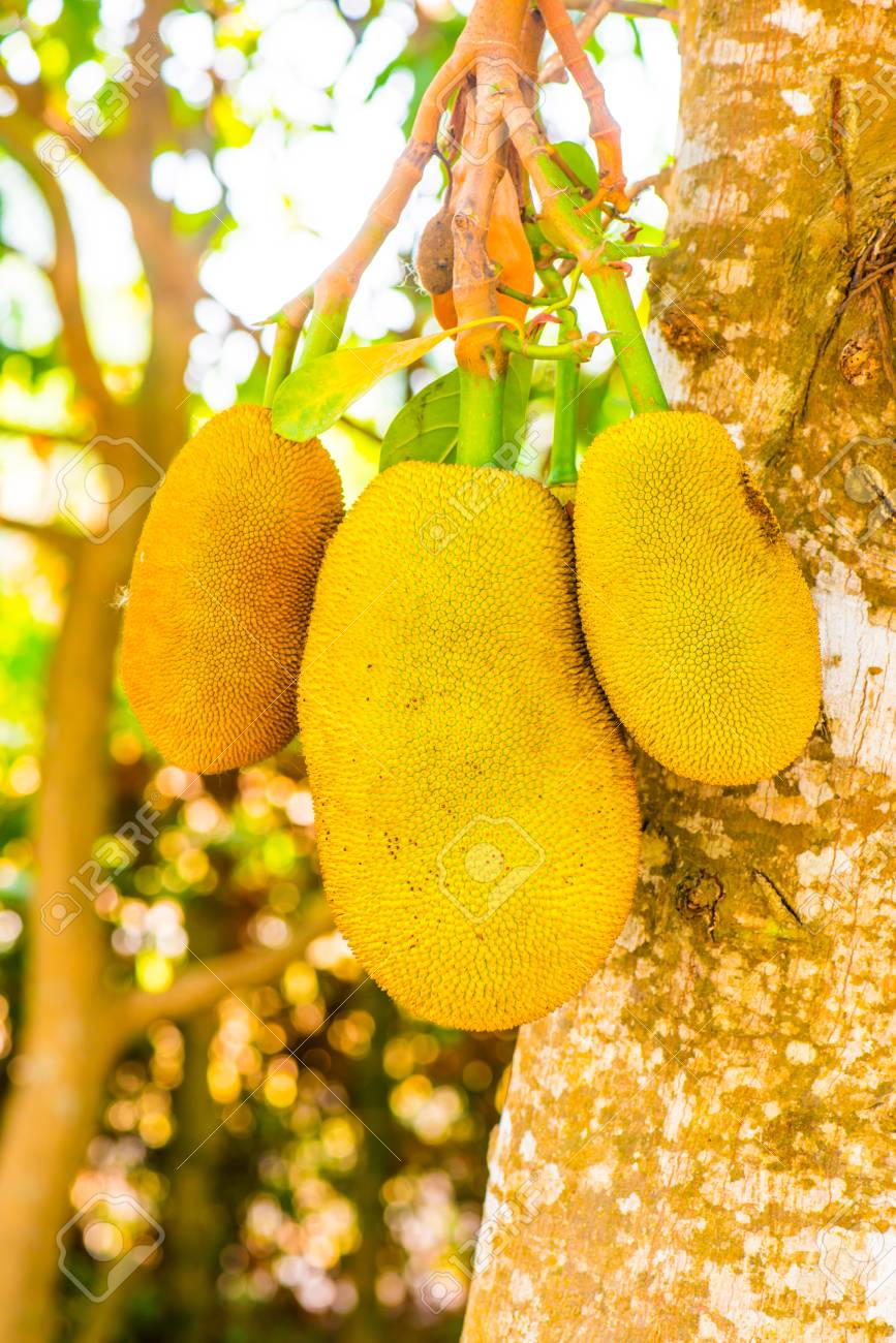 Yaca | Artocarpus heterophyllus - Mundo Hispánico™