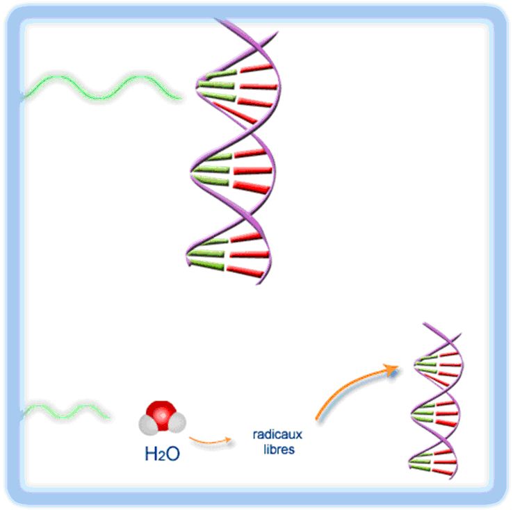 RADIOBIOLOGIE - Cours collaboratif: Mode d’action des rayonnements ...