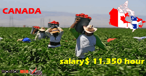 Urgent vacancies Labourers, Farm in canada - Worldswin: jobs apply ...