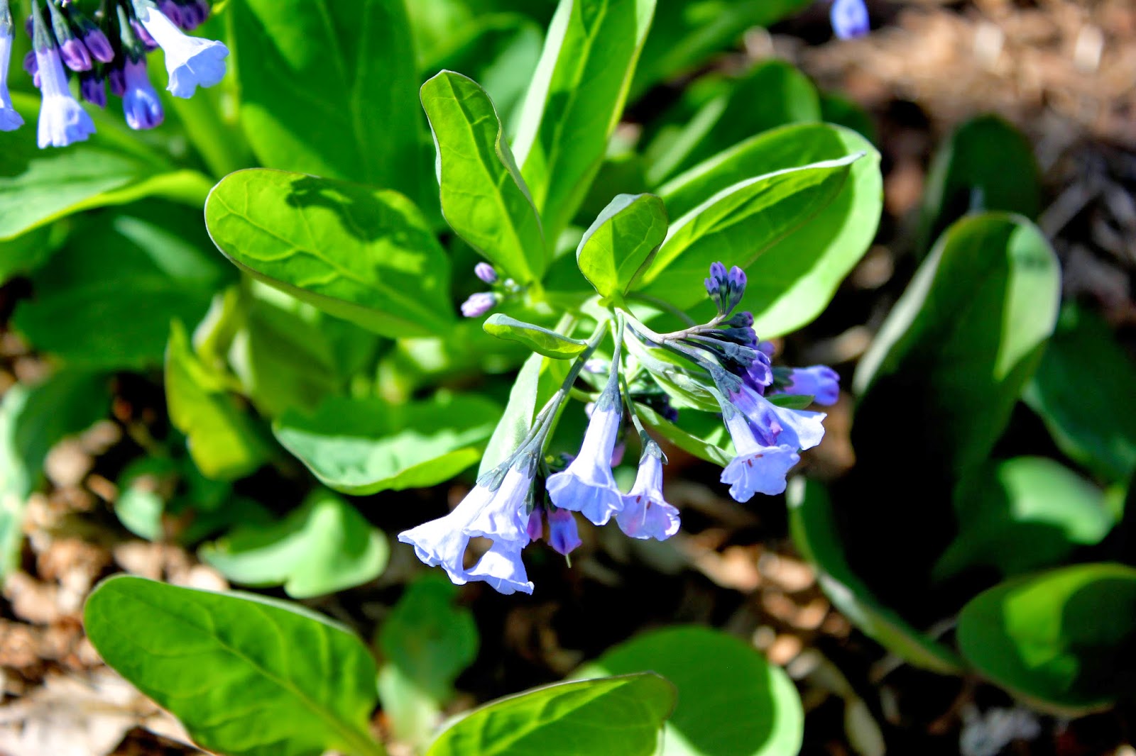 In and Out of My Garden: Early Bluebells at Riverbend