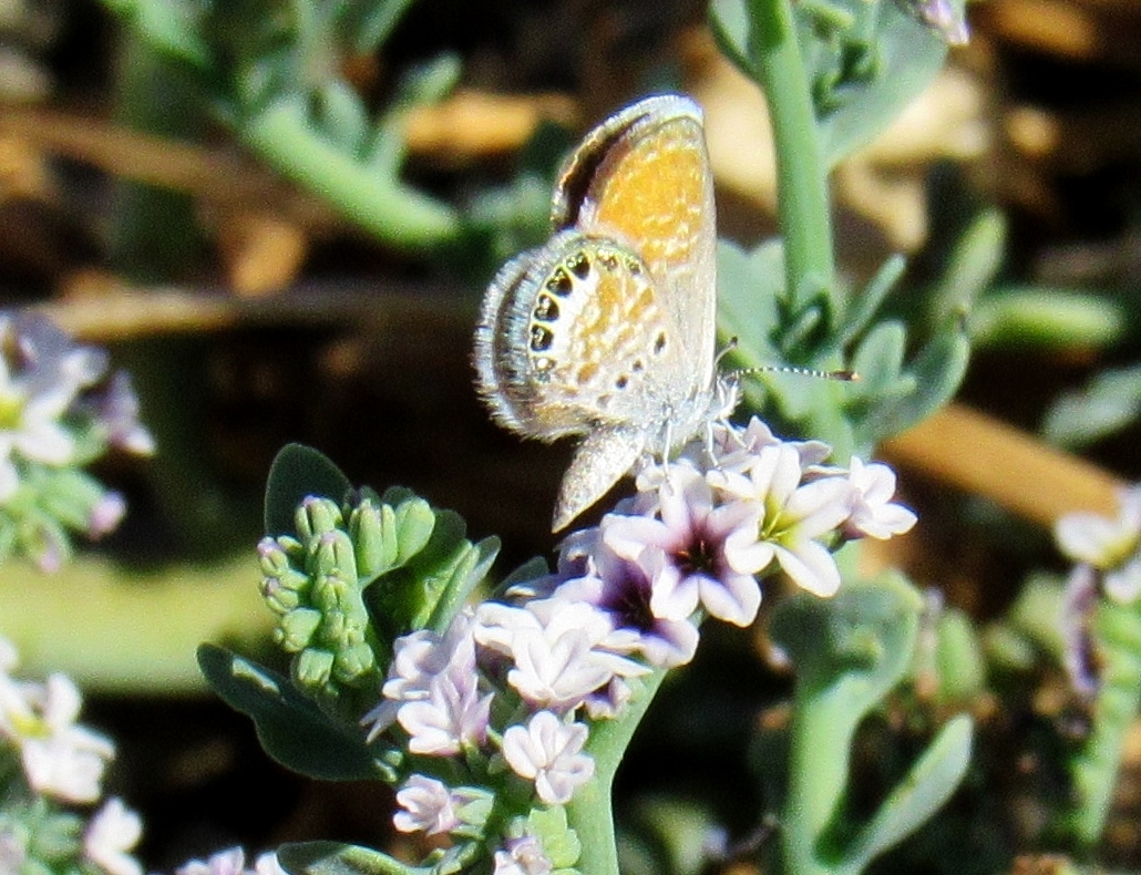 Western Pygmy-Blue Butterfly