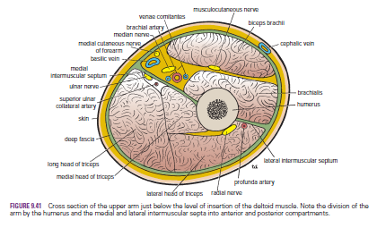 Human Medecine: Fascial Compartments of the Upper Arm-Contents of the ...
