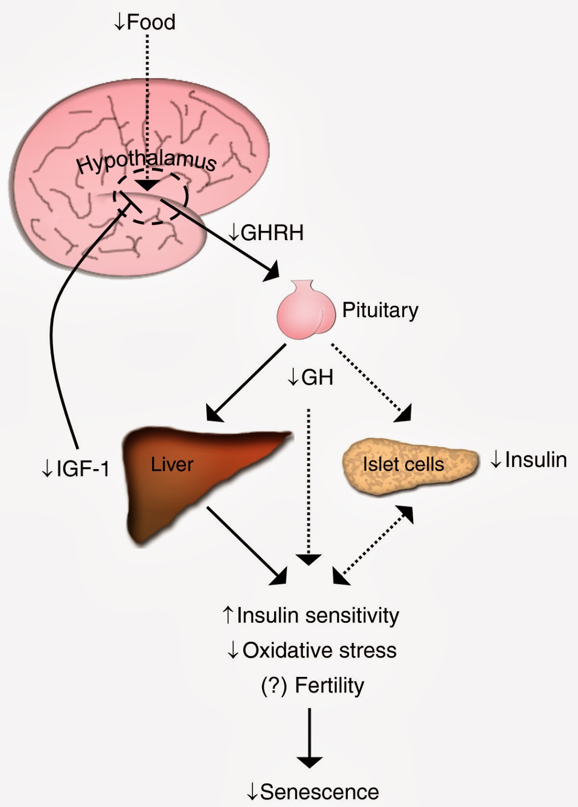 FERRAMENTAS CONTEMPORÂNEAS DE INVESTIGAÇÃO NEUROENDOCRINOLÓGICA DO EIXO ...