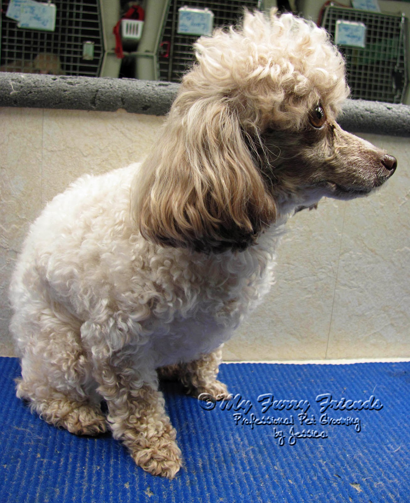 Why Are Poodles Shaved