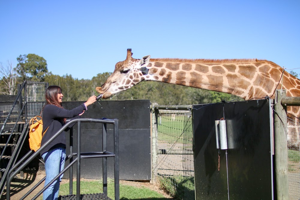 Lucy and The Runaways: Mogo Zoo & Pretty Beach Camping