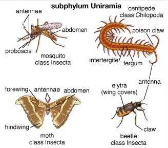 NATURAL SCIENCE 2015 - 2017: PHYLUM ARTHROPODA
