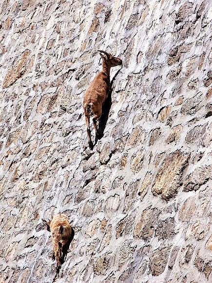 Fieggentrio: Clubje berggeiten graast op 50 meter hoge dam. (video)